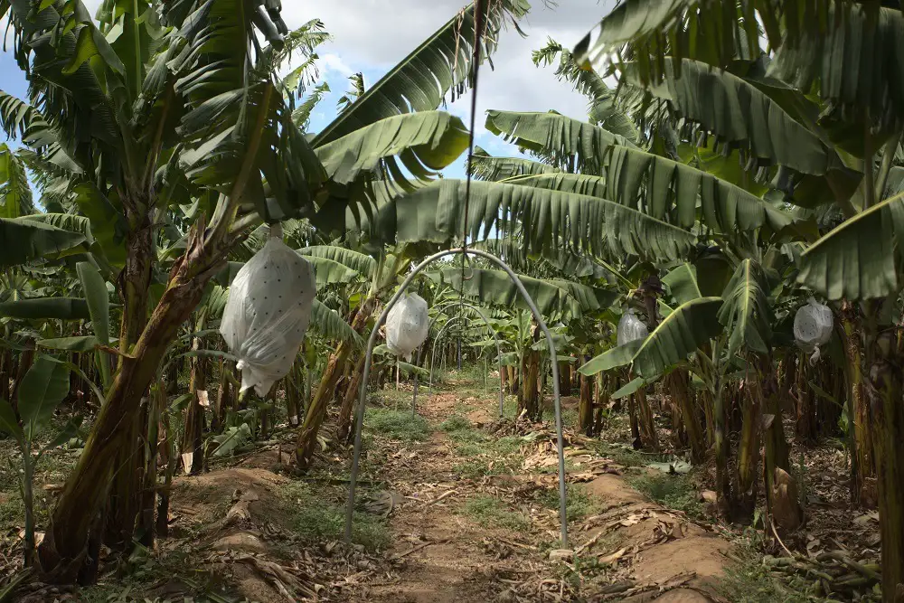 Biologische bananen van Bionana